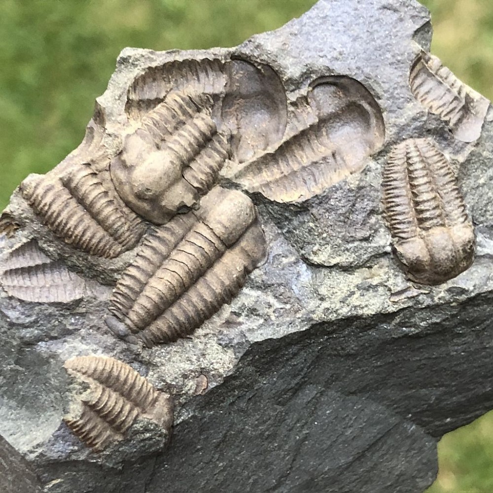 Ellipsocephalus hoffi