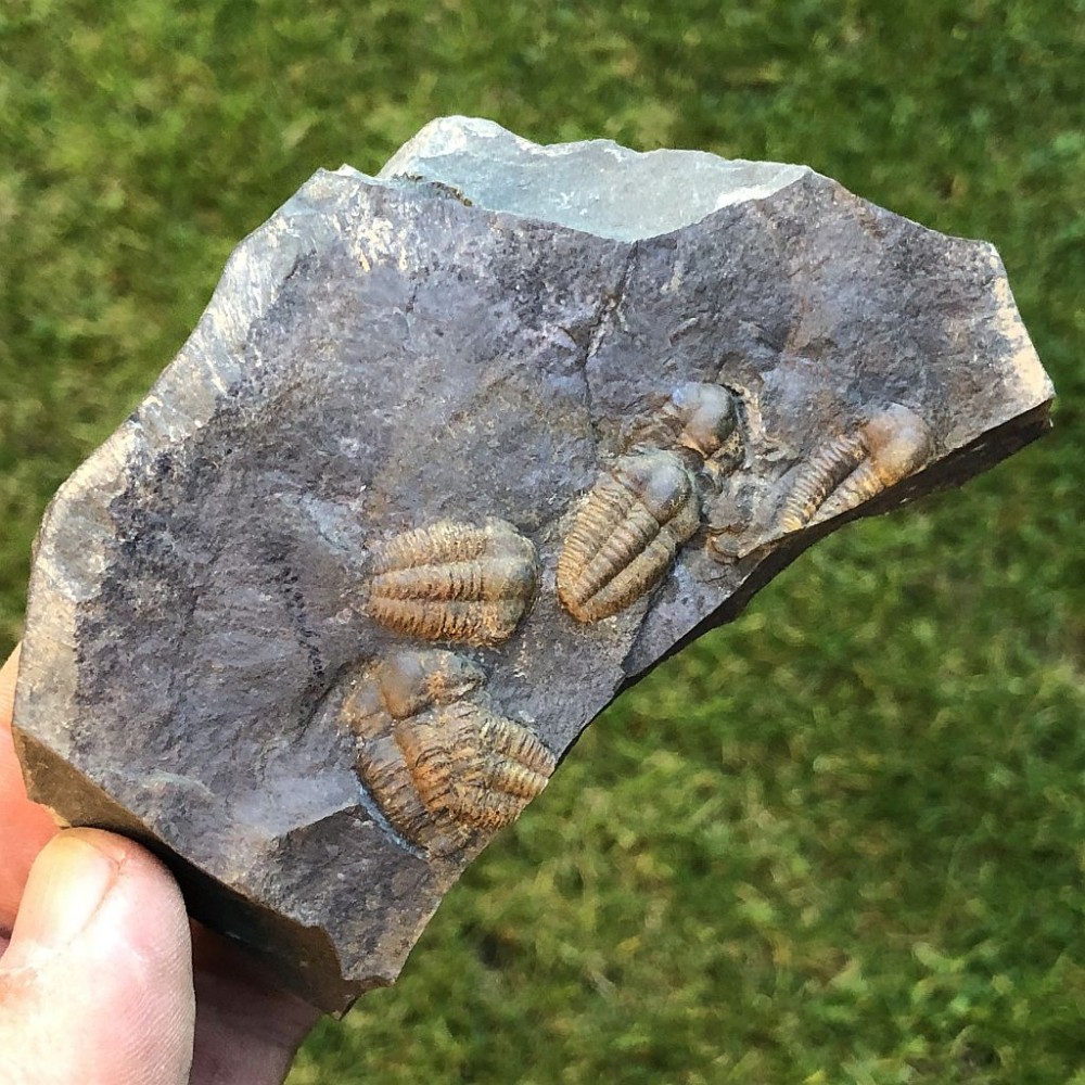 Ellipsocephalus hoffi