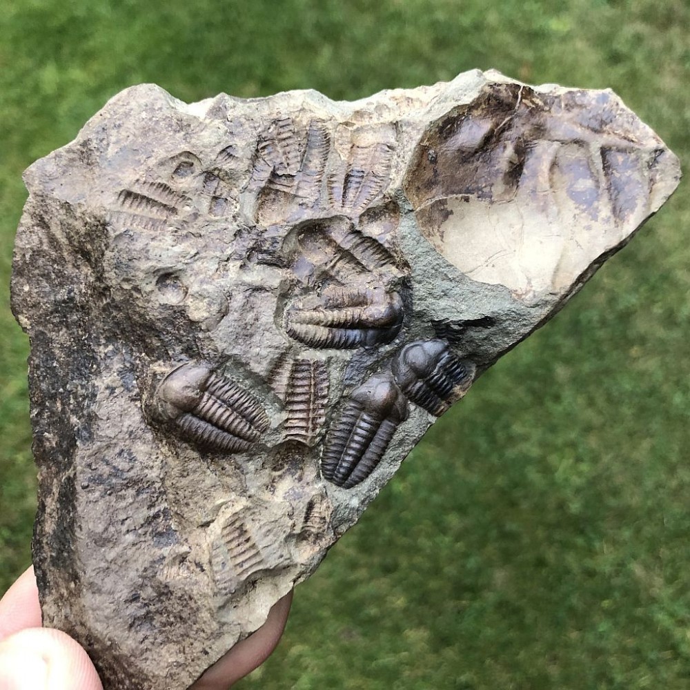 Ellipsocephalus hoffi